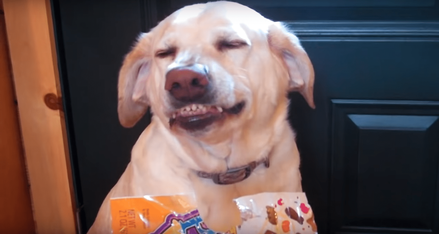 Denver The Naughty Dog With His Guilty Look - Worthy Woof